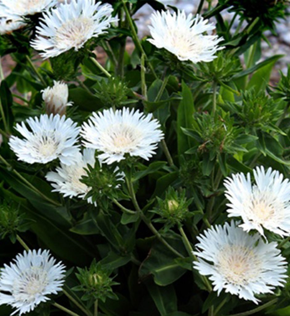 Stokesia laevis Divinity - Pépinière Locas
