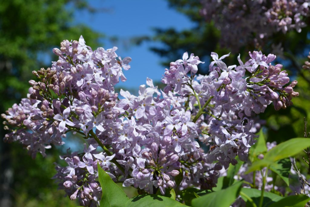 Syringa hyacinthiflora Lavender Lady - Pépinière Locas