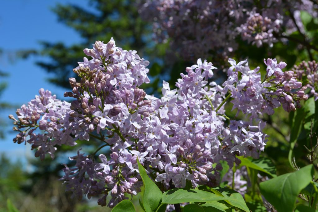 Syringa hyacinthiflora Lavender Lady - Pépinière Locas