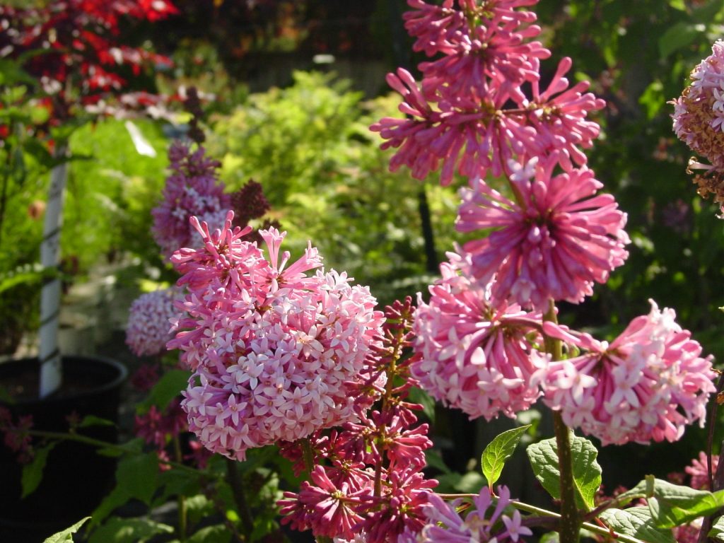 Syringa prestonia Miss Canada - Pépinière Locas