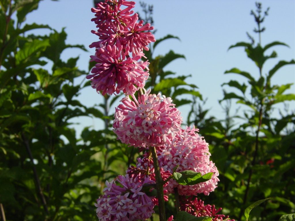 Syringa prestonia Miss Canada - Pépinière Locas