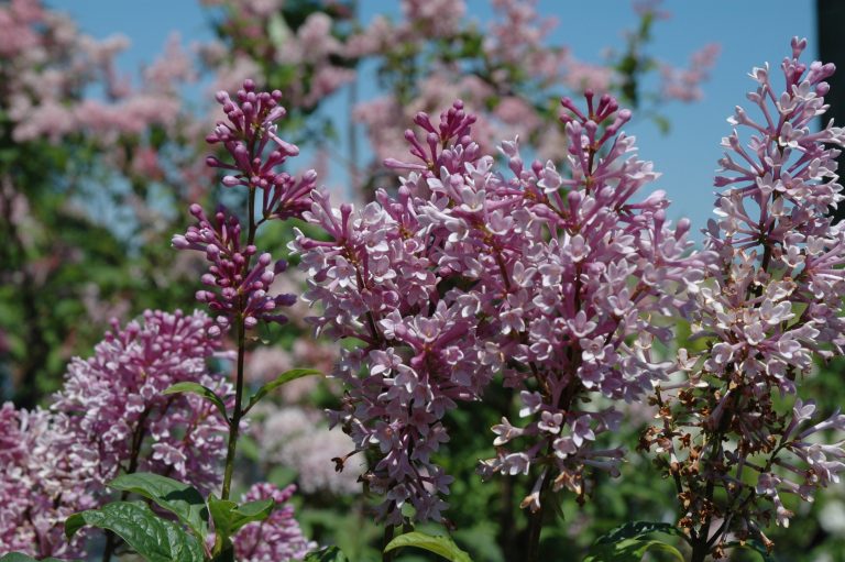 Syringa prestoniae Royalty - Pépinière Locas