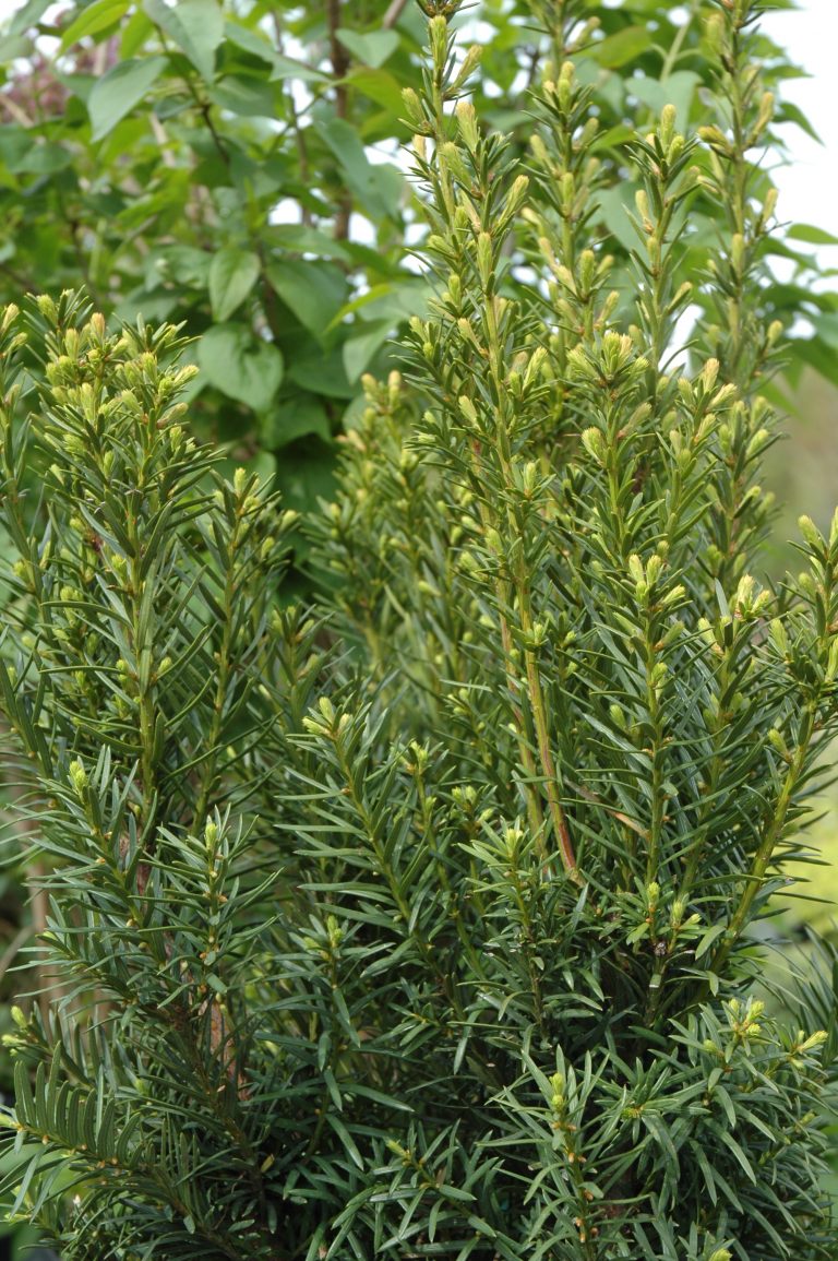 Taxus media Hicksii - Pépinière Locas
