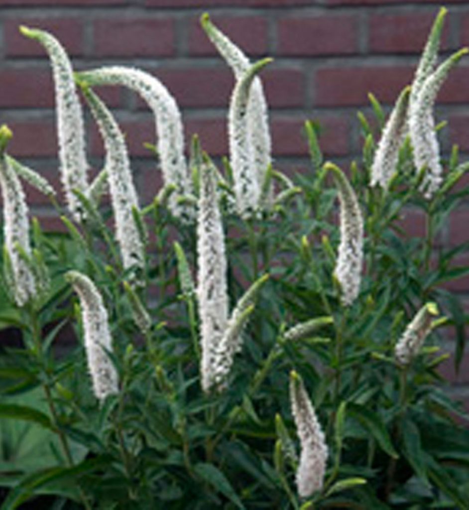 Veronica longifolia First Lady - Pépinière Locas