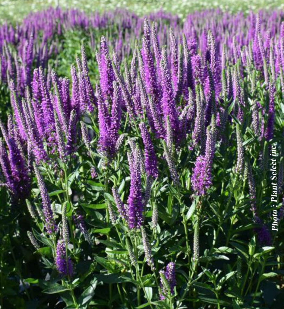 Veronica longifolia very Van Gogh - Pépinière Locas