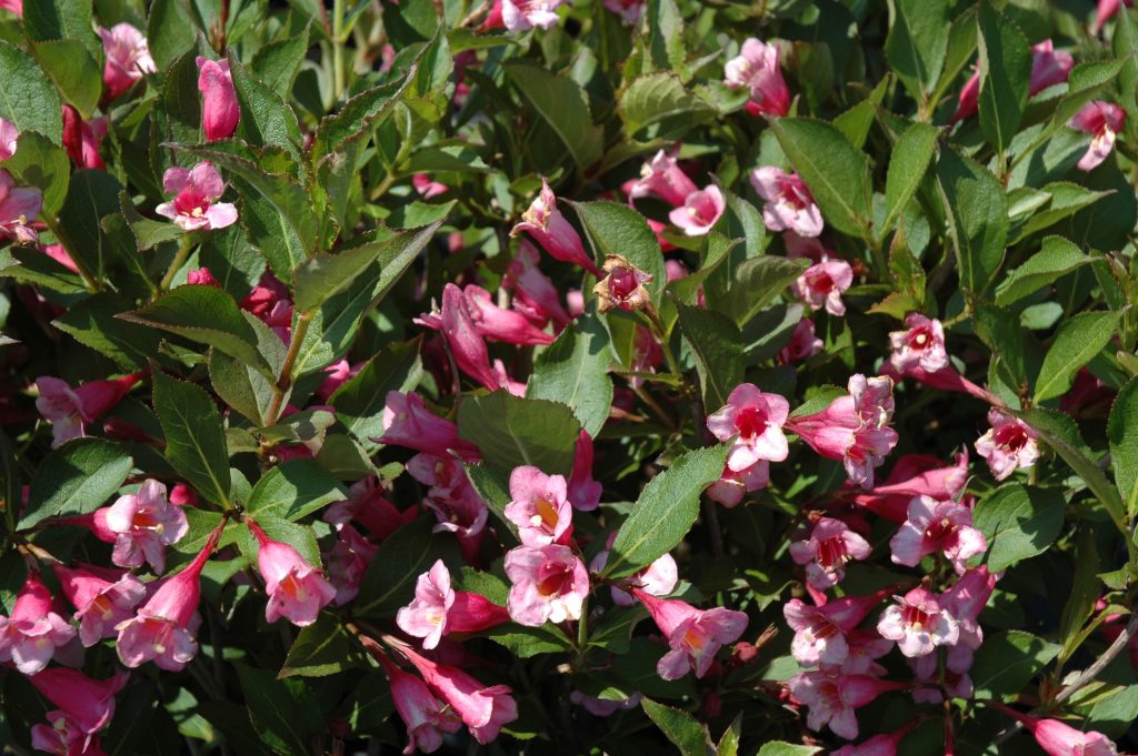 Weigela Minuet - Pépinière Locas