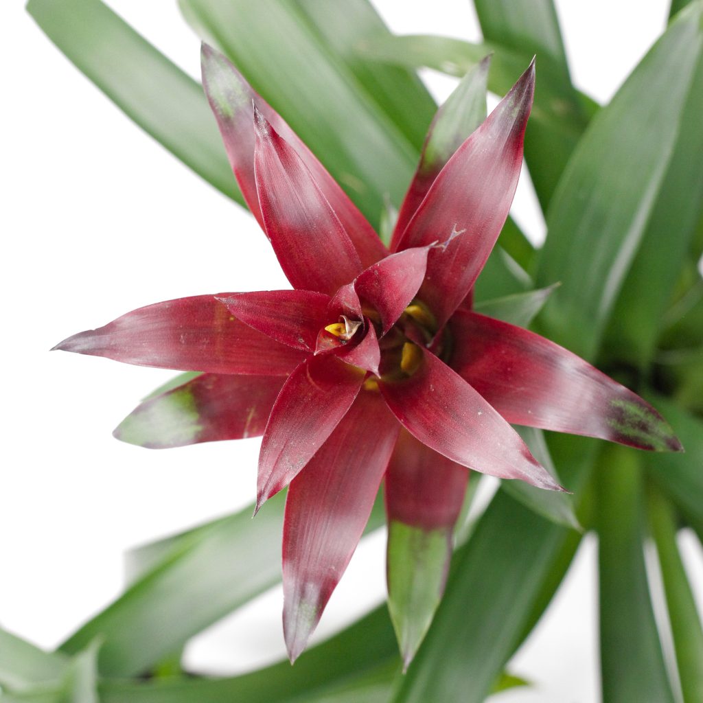 Bromelia-Guzmania - Pépinière Locas
