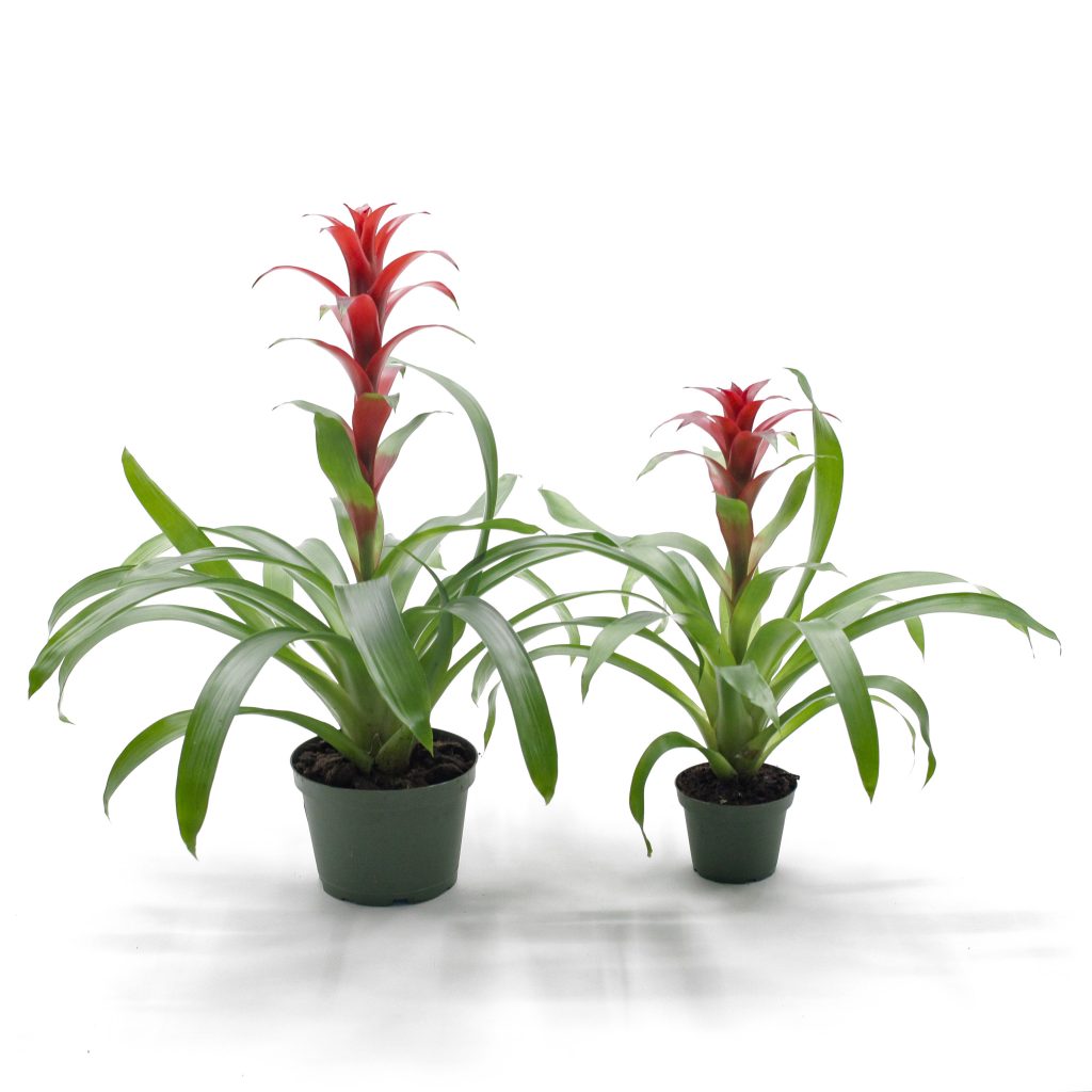 Bromelia-Guzmania - Pépinière Locas