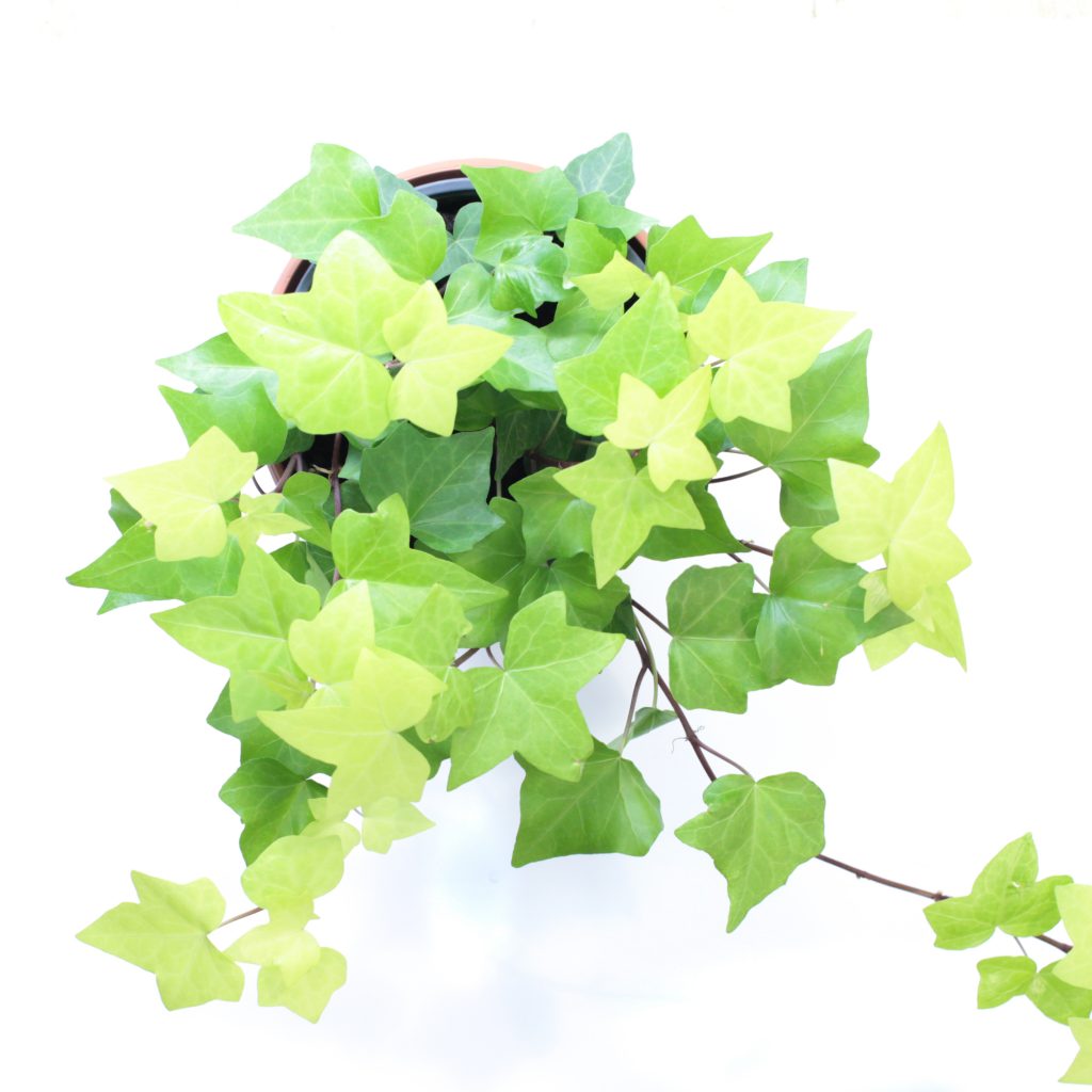 Hedera montgomery - Pépinière Locas