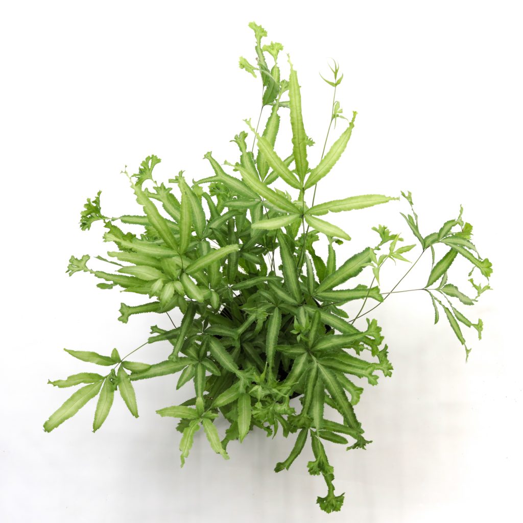 Pteris cretica Mayii - Pépinière Locas