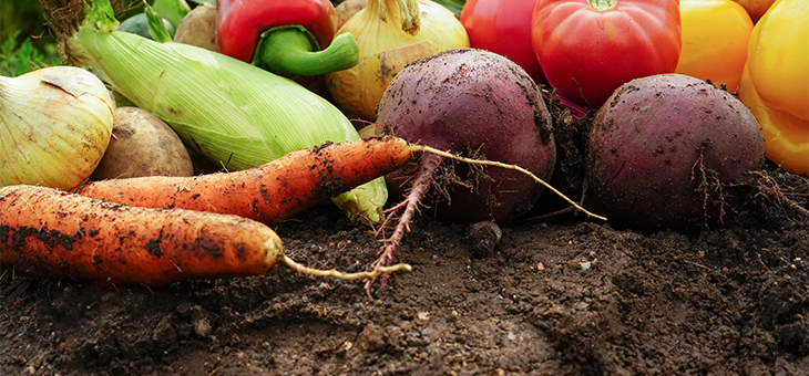 Archives des Terreaux - Pépinière Locas