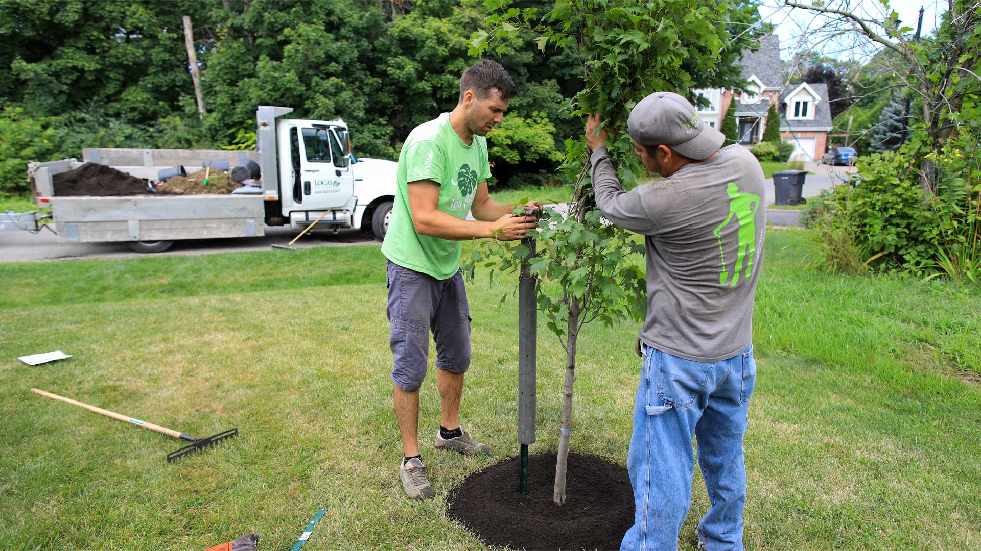 Comment bien planter un arbre : quelles sont les étapes?