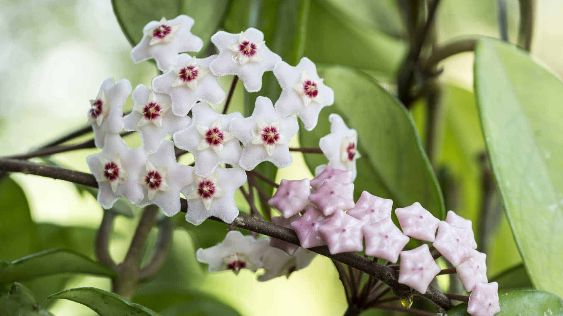 Le hoya ou fleurs de porcelaine, une plante à découvrir