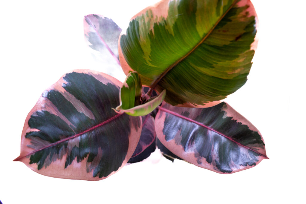 Ficus elastica Tineke ruby - Pépinière Locas