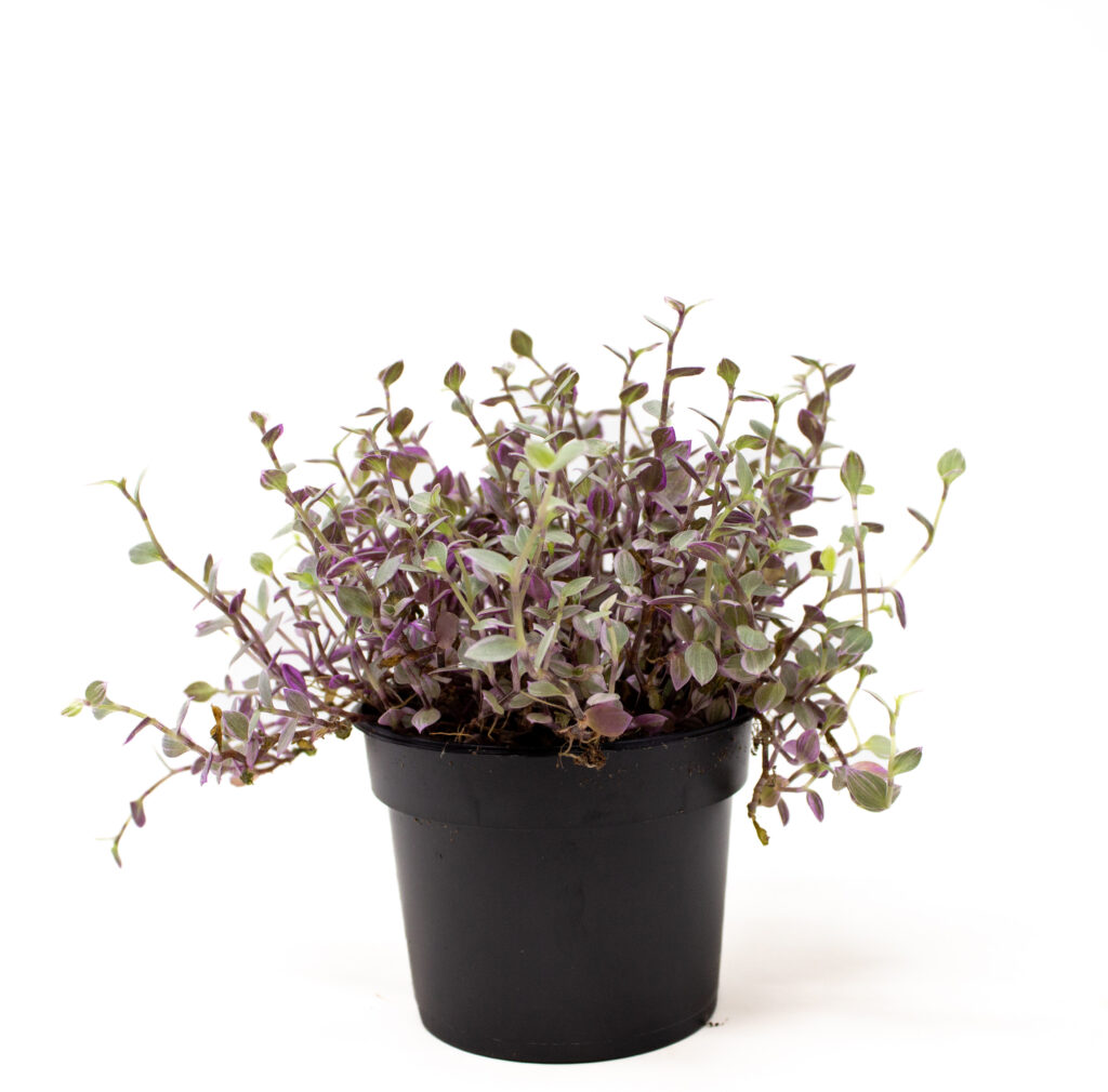 Callisia repens pink lady / tradescantia pink panther - Pépinière Locas