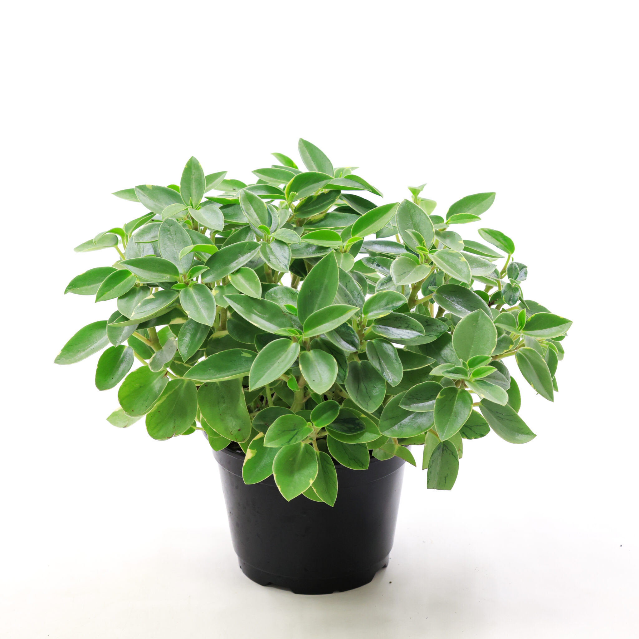 Peperomia pixie lime - Pépinière Locas