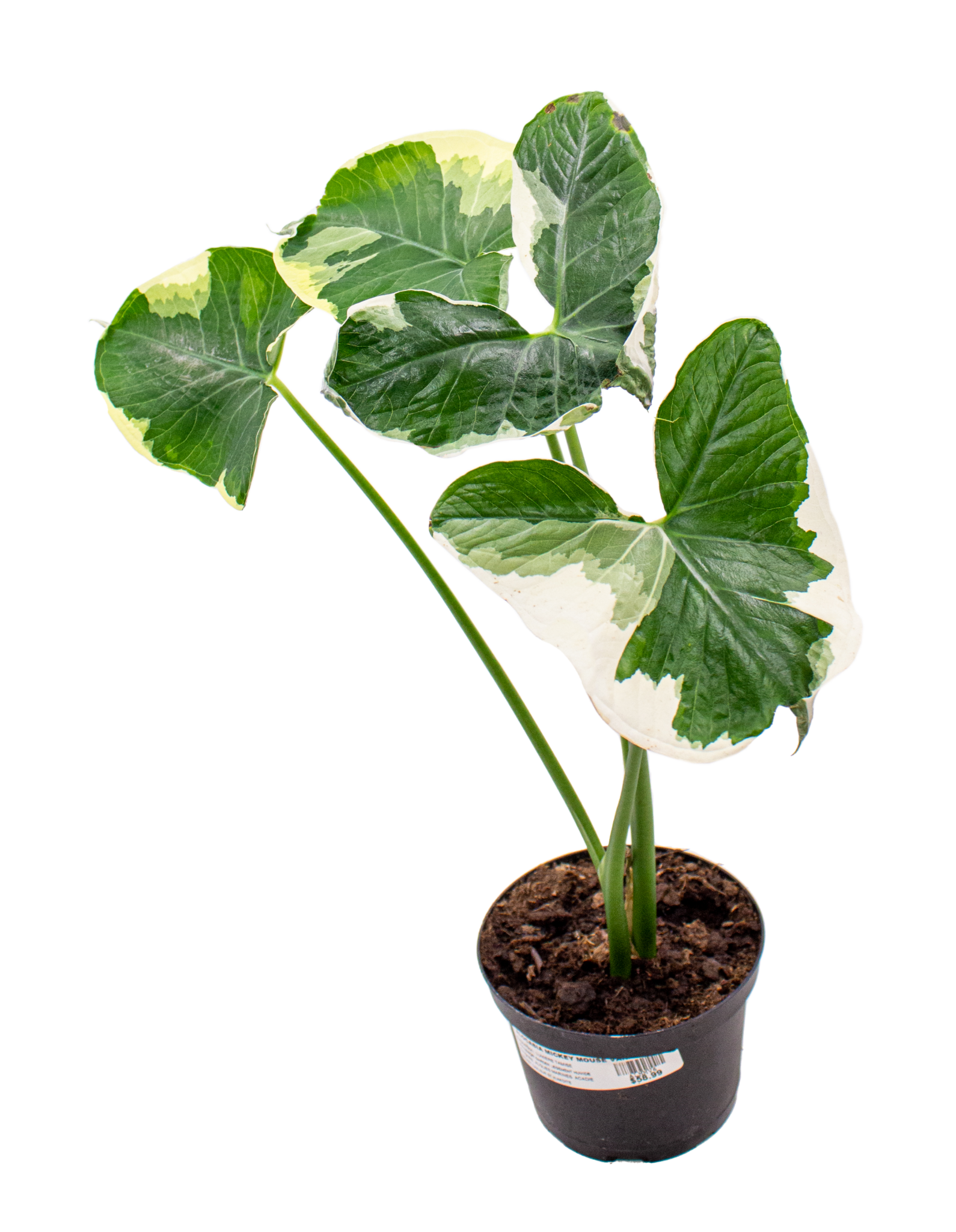 Alocasia Mickey Mouse Variegata - Pépinière Locas